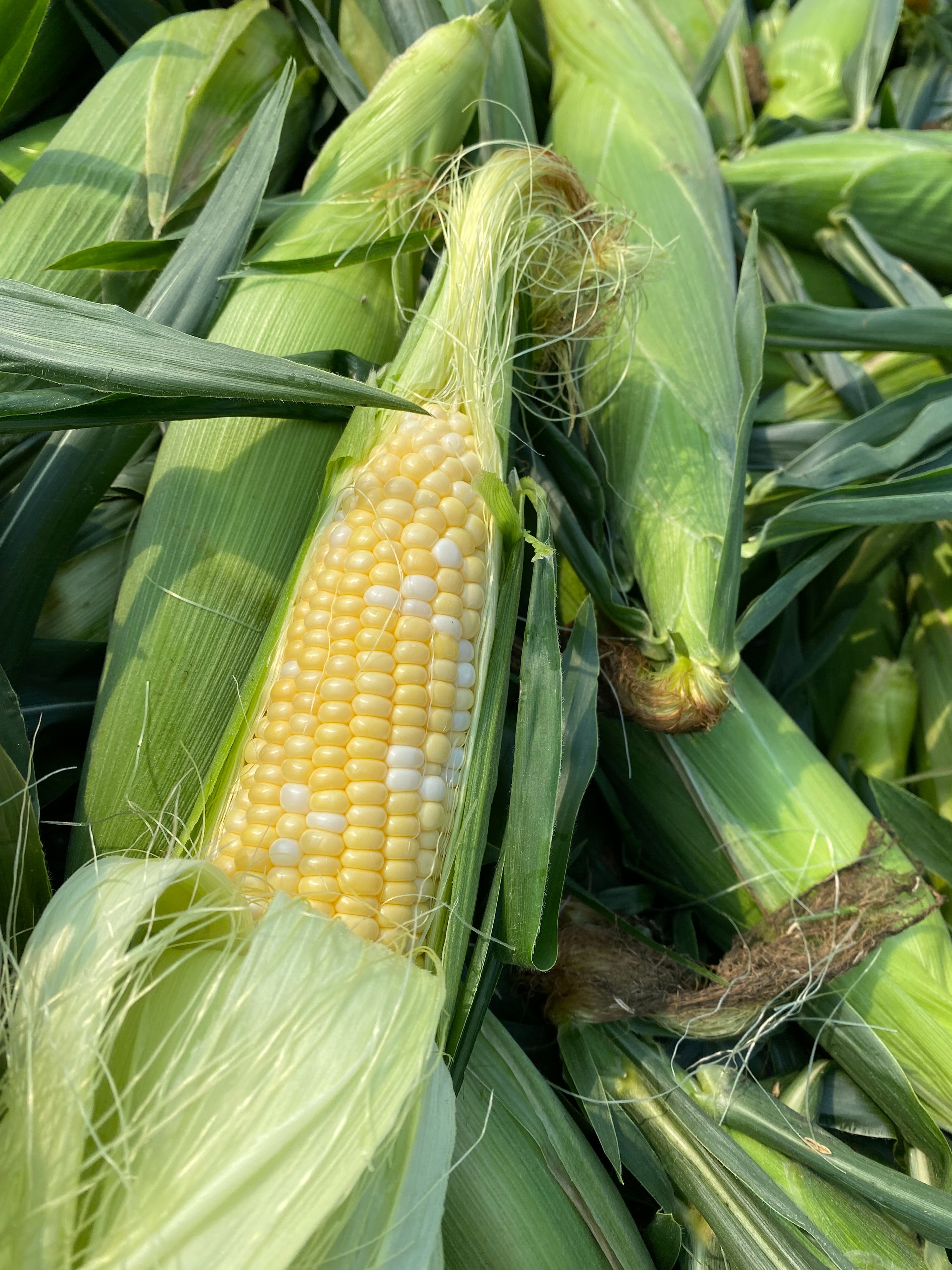Everything You Need To Know About Sweet Corn Schultz Fruitridge Farms