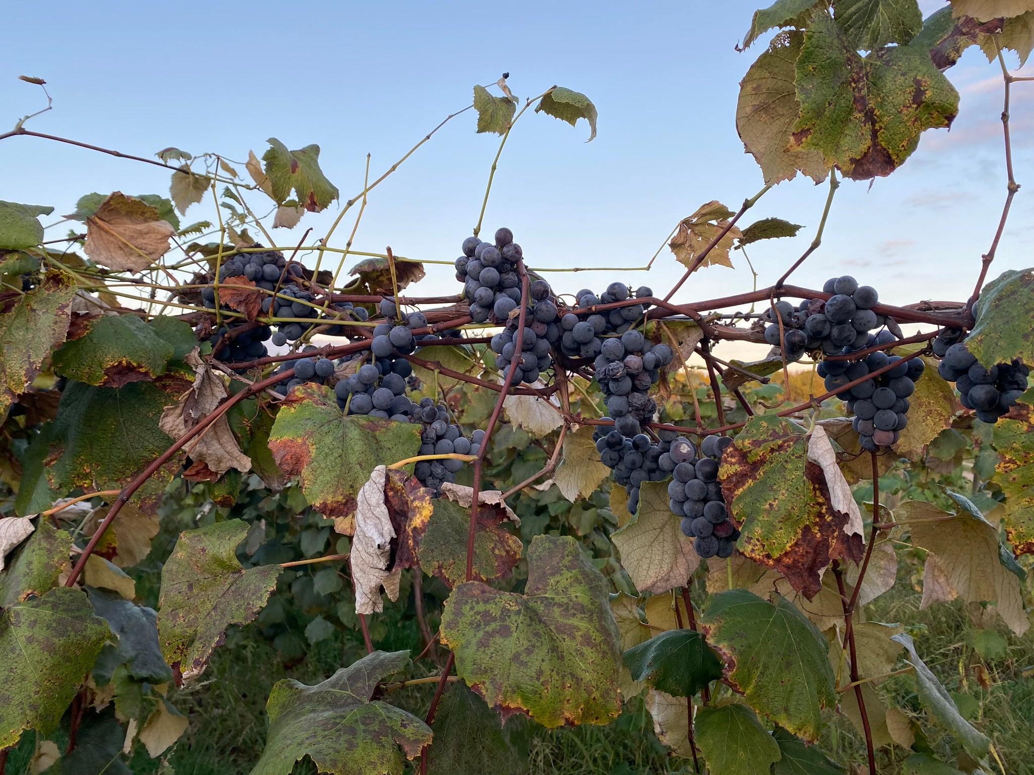 This is your guide to picking, storing, and enjoying concord grapes, a ...
