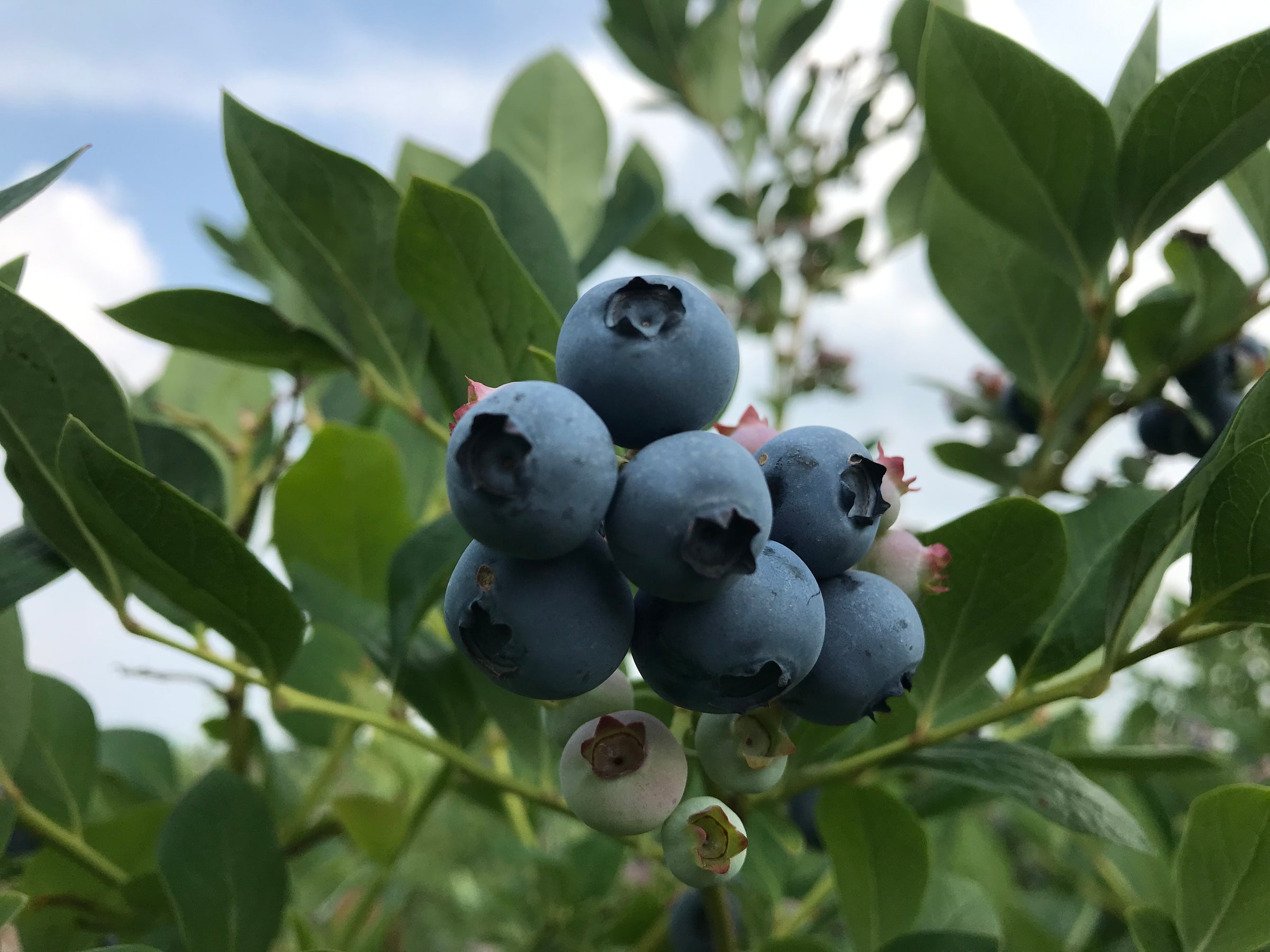 welcome to michigan s blueberry season when it comes to summer fruit ...